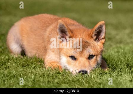 Shiba inu puppy is lying on the grass on sunny summer day Stock Photo ...