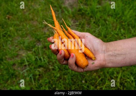 Fresh juicy freshly picked carrots in a woman's hand Stock Photo - Alamy