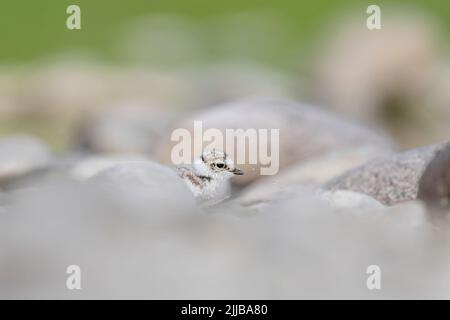 Newborn on the beach, the little ringed plover (Charadrius dubius Stock ...