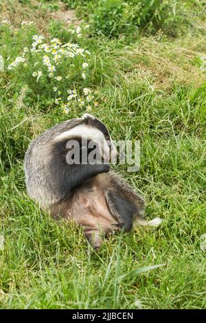 European badger Meles meles (captive), sitting in meadow scratching ...
