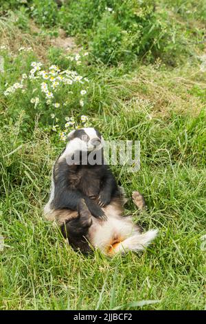 European badger Meles meles (captive), sitting in meadow scratching ...