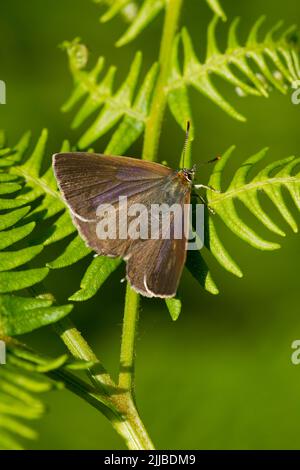 Female Purple Hairstreak butterfly, UK Stock Photo - Alamy