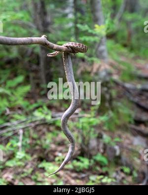 Siberian Pit-viper, Agkistrodon (Gloydius) halys, Mongolia, Gobi desert ...