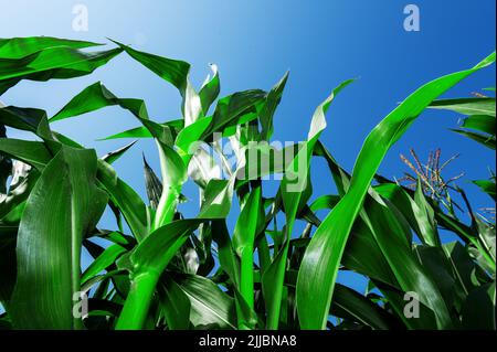 Low angle vew of corn field against clear sky. Background of green corn ...
