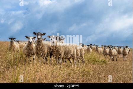 A flock of Suffolk sheep, Susex UK Stock Photo - Alamy