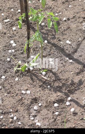 Hail falls on small plants in pots and in the ground during hot summer ...