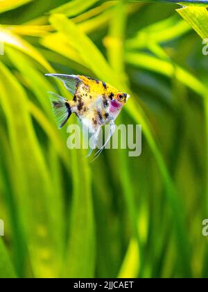 Angel Fish Koi Panda Yellow Head in tank fish with blurred background ...