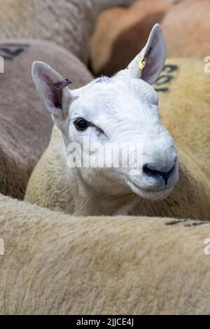 Lockerbie Park Cheviots being judged at the pre sale show. Dumfries ...