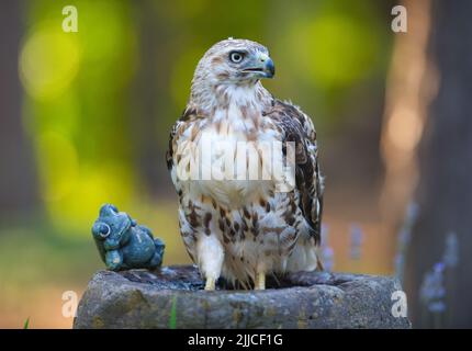 A Red Tail Hawk (Buteo jamaicensis) soaking her feet in a birdbath on ...