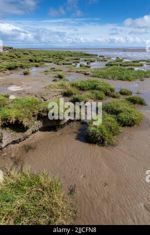Saltmarsh habitat near the Caerlaverock nature reserve on the Solway ...