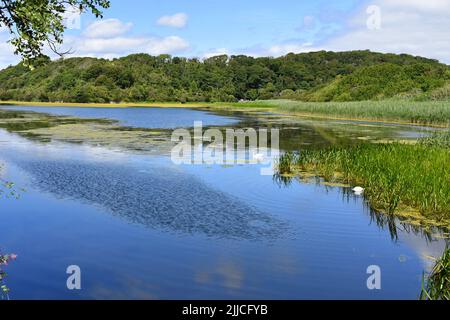 Swans on Bosherston lily ponds, Bosherston, Stackpole, Pembrokeshire ...