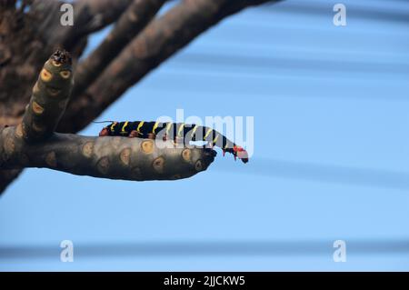 A Large Black & Yellow Stripes of the Frangipani Caterpillar ...