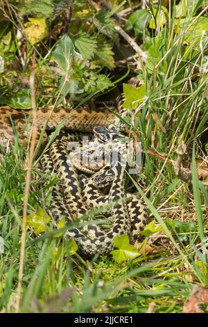 Adder Vipera berus three coiled together basking in early spring ...