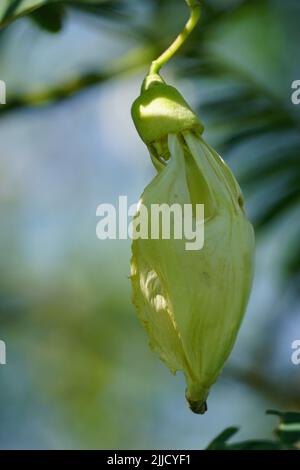 Vegetable hummingbird (Also called Sesbania grandiflora, hummingbird ...