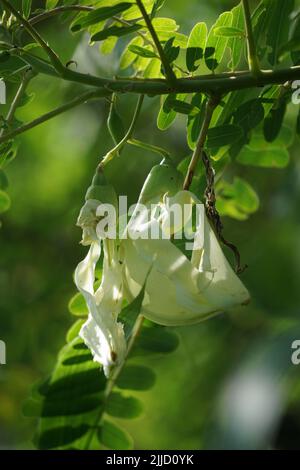 Vegetable hummingbird (Also called Sesbania grandiflora, hummingbird ...