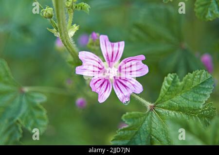 Flowering mallow in summertime Stock Photo - Alamy