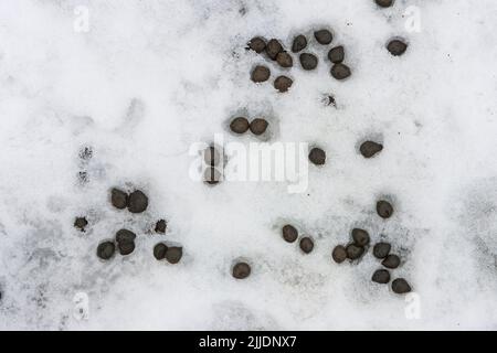 Roe deer Capreolus capreolus, droppings in snow, Moore Nature Reserve ...