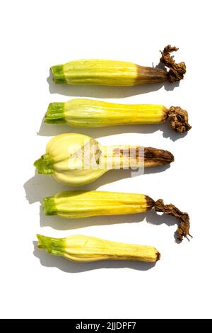 Spoiled zucchini on a light background. Rotten squash. Improper ...