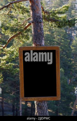 Notice board mockup attached to a pine tree in woodland, copy space ...