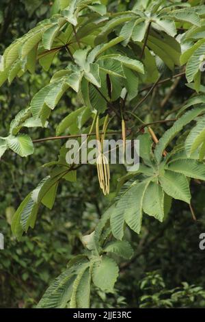 Cecropia Trees in tropical forest Stock Photo - Alamy