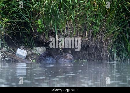 Eurasian beaver (Castor fiber), Carpathians, Bieszczady, Poland Stock ...
