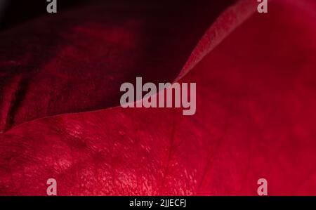 Red rose petal in the scale macro. Rose petal structure close-up ...