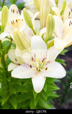 White Lilium Apollo flowers growing in summer ornamental garden. True ...