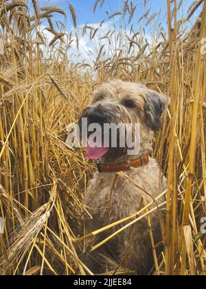 Irish Terrier in summer Stock Photo - Alamy