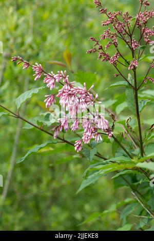 Close up of nodding lilac (syringa komarowii) flowers in bloom Stock ...