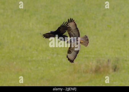 Eurasian buzzard (Buteo buteo), attacked by a carrion crow in flight ...