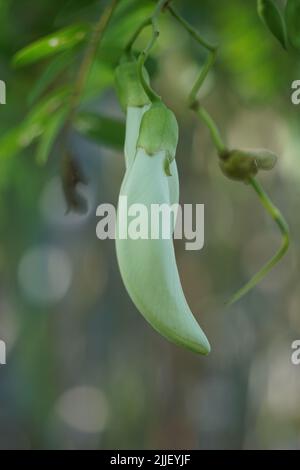 Vegetable hummingbird (Also called Sesbania grandiflora, hummingbird ...