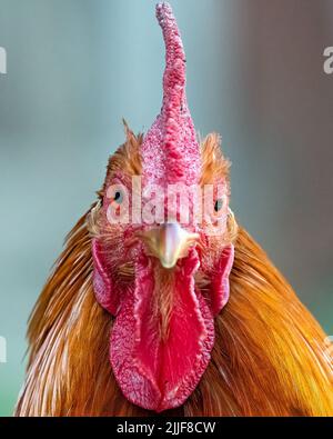 Rooster head shot isolated Stock Photo - Alamy