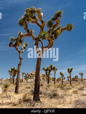 A beautiful shot of dry Joshua trees growing on a dry field near ...