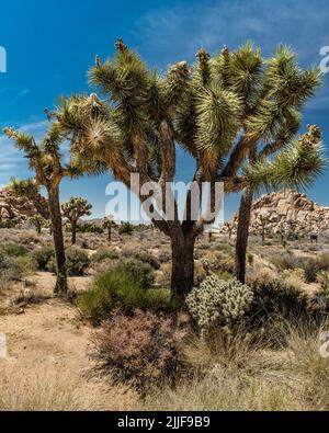 A beautiful shot of dry Joshua trees growing on a dry field near ...