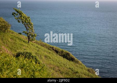 Landscape of Lundy's East coast, Devon, Great Britain Stock Photo - Alamy