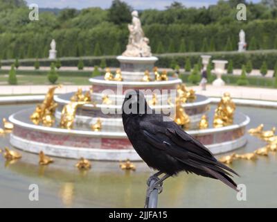 Wildlife in parks, black raven at the Latona fountain in the garden of ...