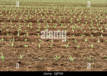 Corn maize crop sprouts in cultivated agricultural field. Agriculture ...