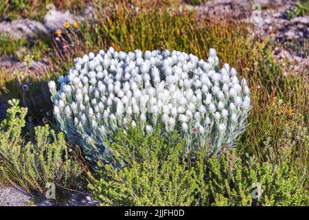 White everlastings, or syncarpha, growing outside in their natural ...
