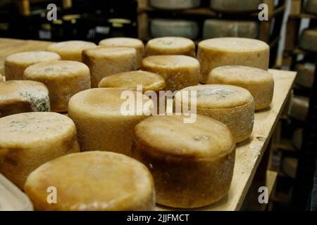 Hard cheese heads ripening on shelf in production in the chamber Stock ...