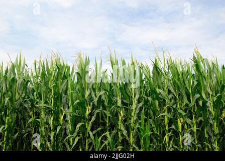 Corn field in the Venetian countryside Stock Photo - Alamy