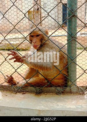 A vertical shot of a cute monkey behind the net fence in the zoo Stock ...