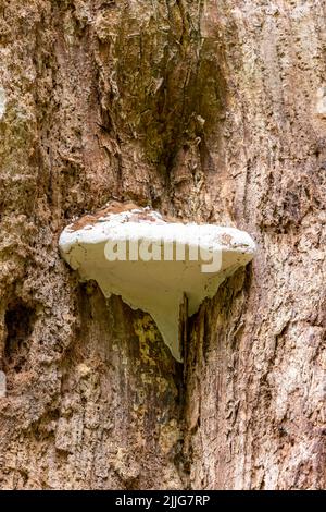 A Southern Bracket fungus, (Ganoderma australis), growing on the side ...