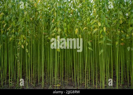 Green jute Plantation field. Raw Jute plant Texture background. This is ...