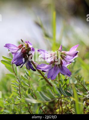 Alpine Milkvetch (Astragalus alpinus Stock Photo - Alamy