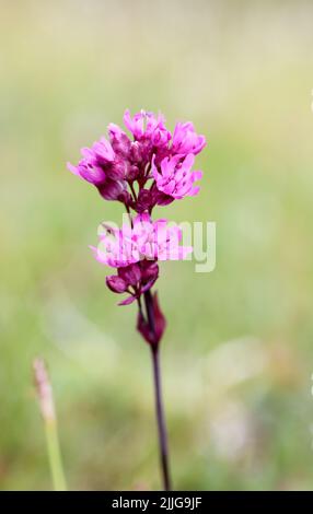 Alpine Catchfly (Silene suecica) flowering, growing on serpentine and ...