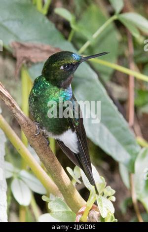Tourmaline Sunangel hummingbird, (Heliangelus exortis) perched ...