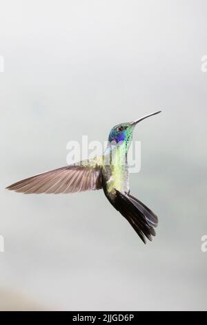 Lesser Violetear Hummingbird flying (Colibri thalassinus) Ecuador Stock ...