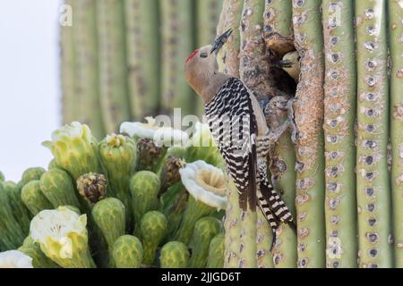Hole in a Saguaro Cactus, inside ribs showing Stock Photo - Alamy