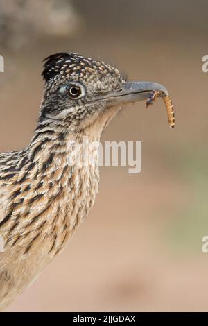 Roadrunner Eating a Bird in Arizona Stock Photo - Alamy