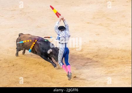 A member of the bullfighting crew sticking the 'banderillas' to the ...